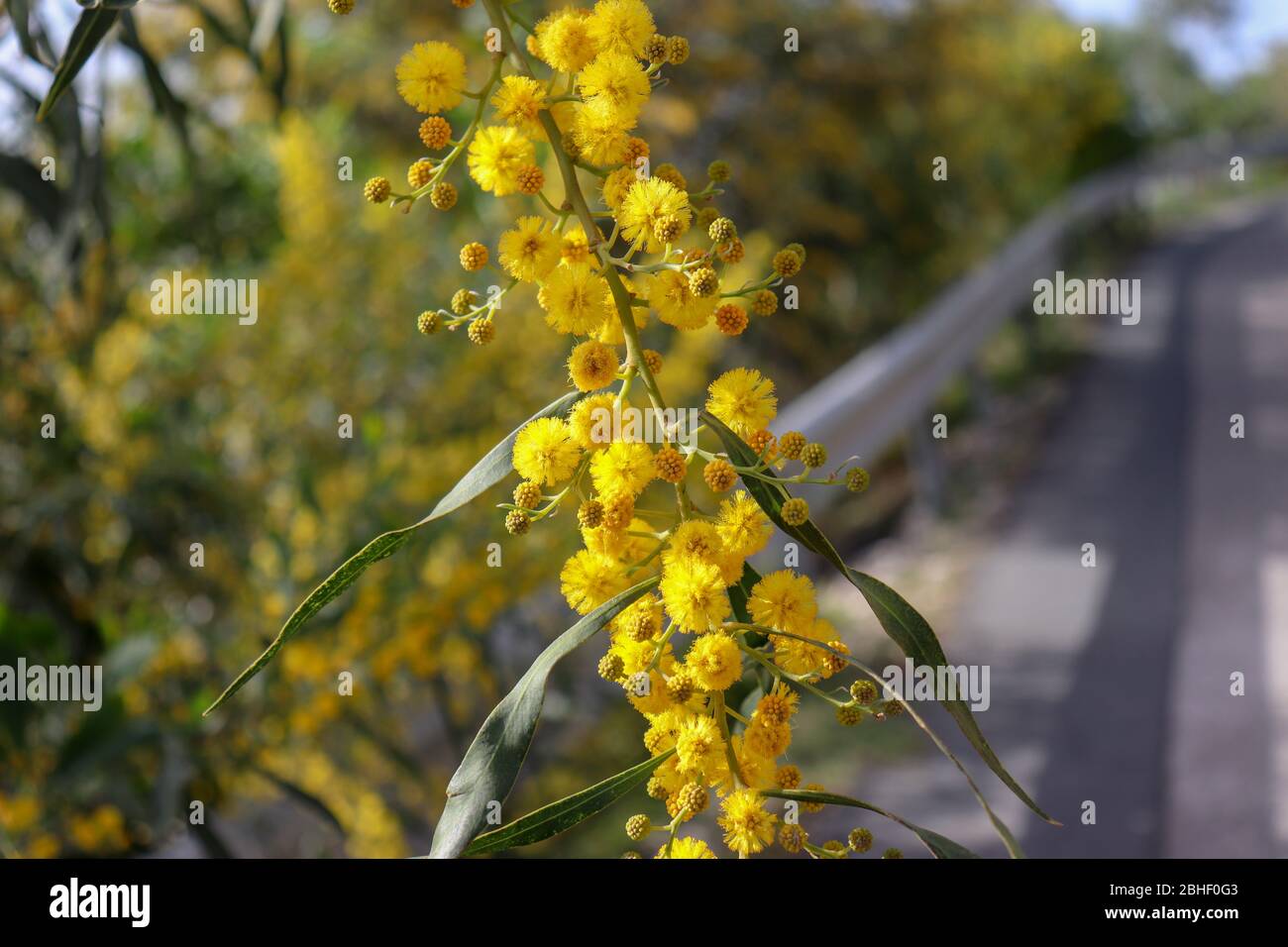 Western australian golden wattle hi-res stock photography and images ...