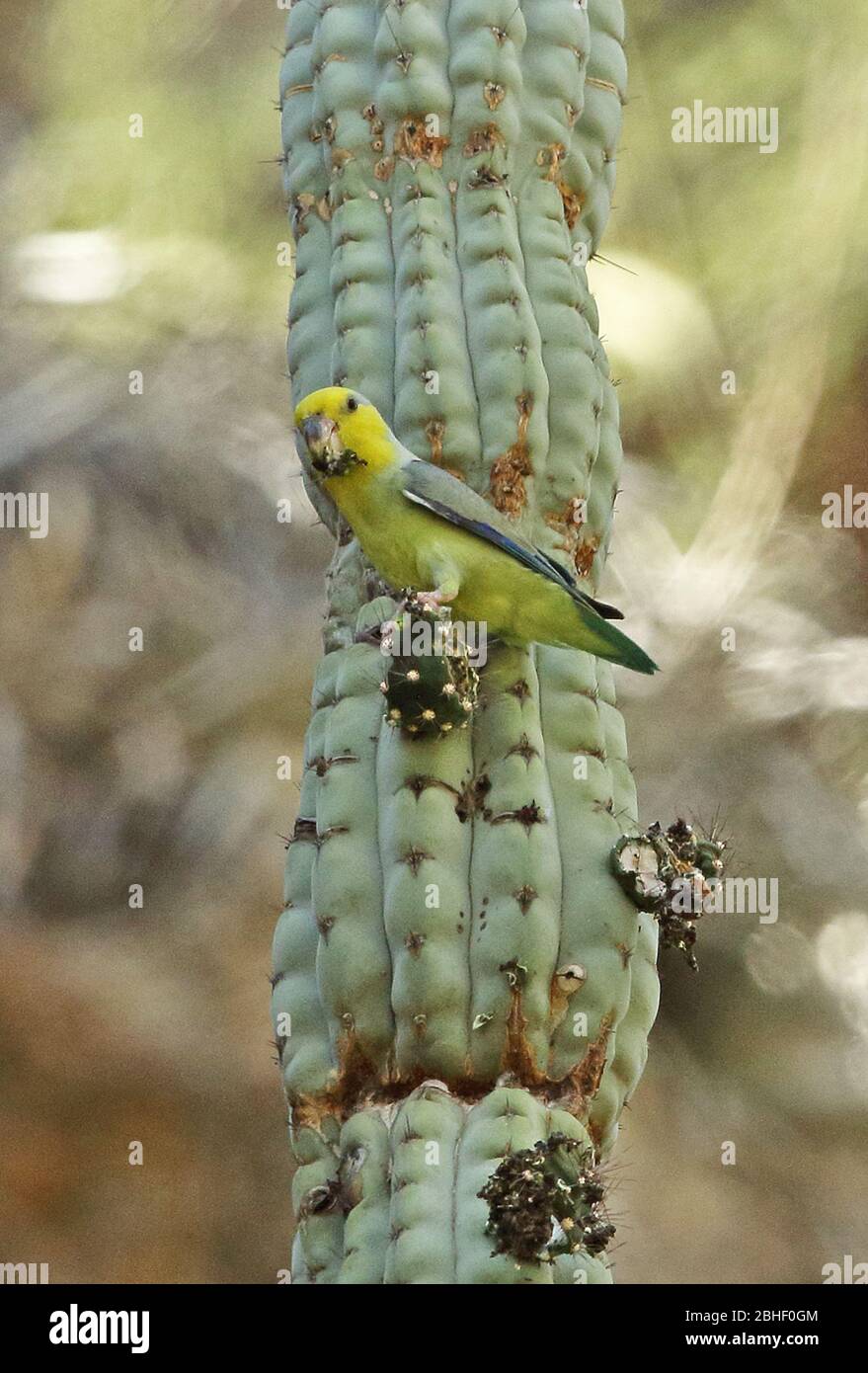 Yellow-faced Parrotlet (Forpus xanthops) adult feeding on cactus fruit ...
