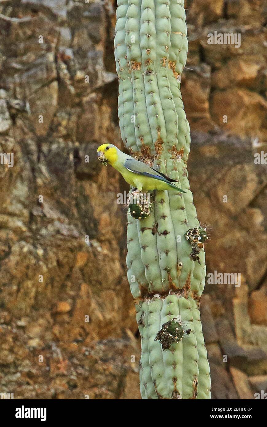 Parrotlet hi-res stock photography and images - Alamy