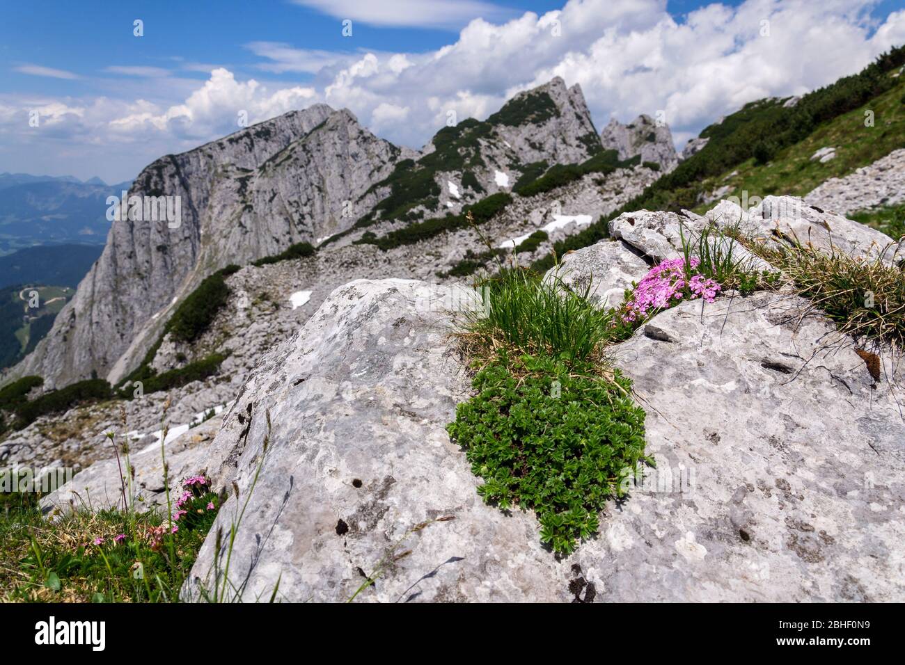Alpine mountain wildflowers near top of the Grosser Donnerkogel ...