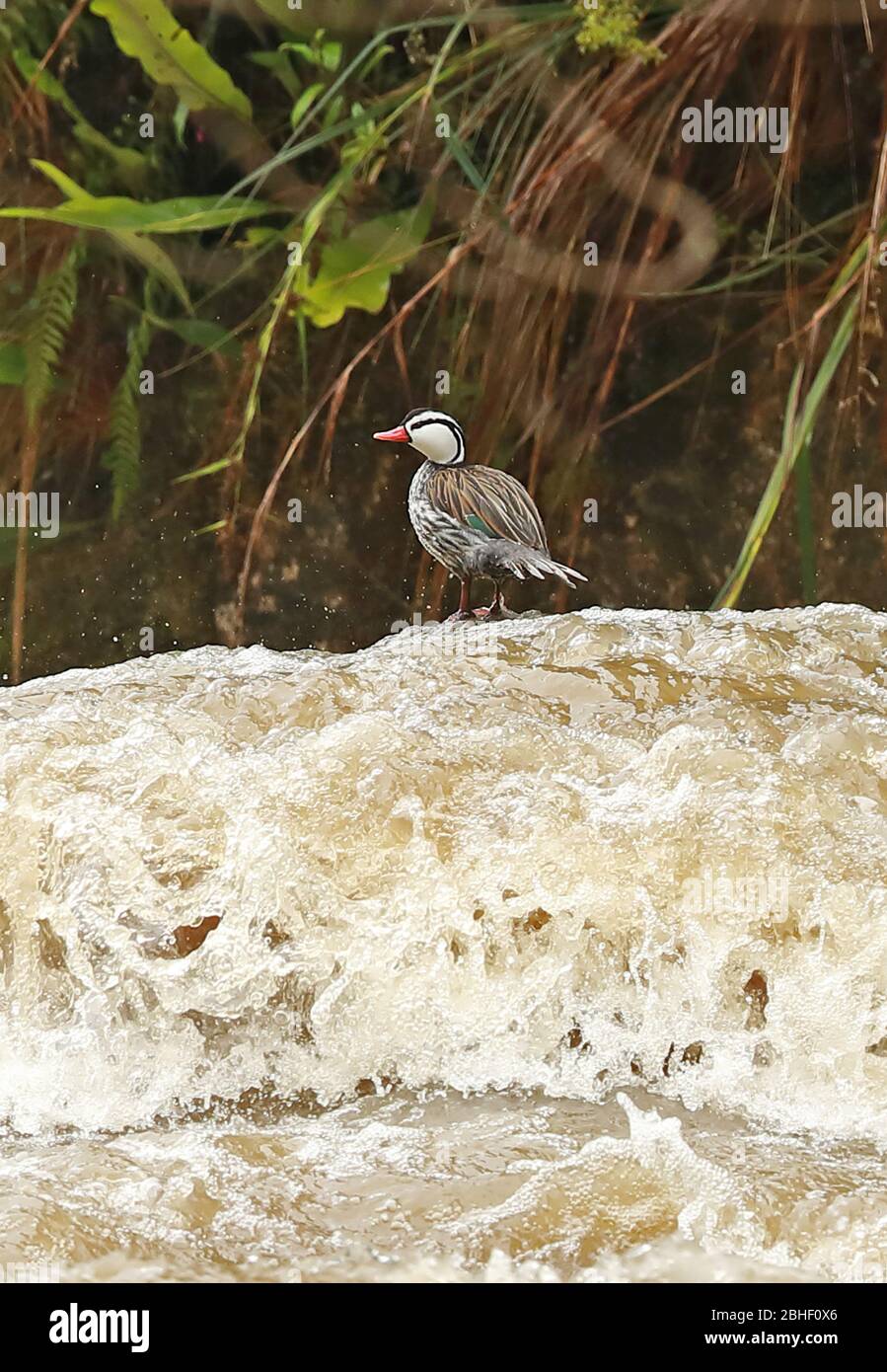 Torrent Duck Merganetta Armata High Resolution Stock Photography and ...
