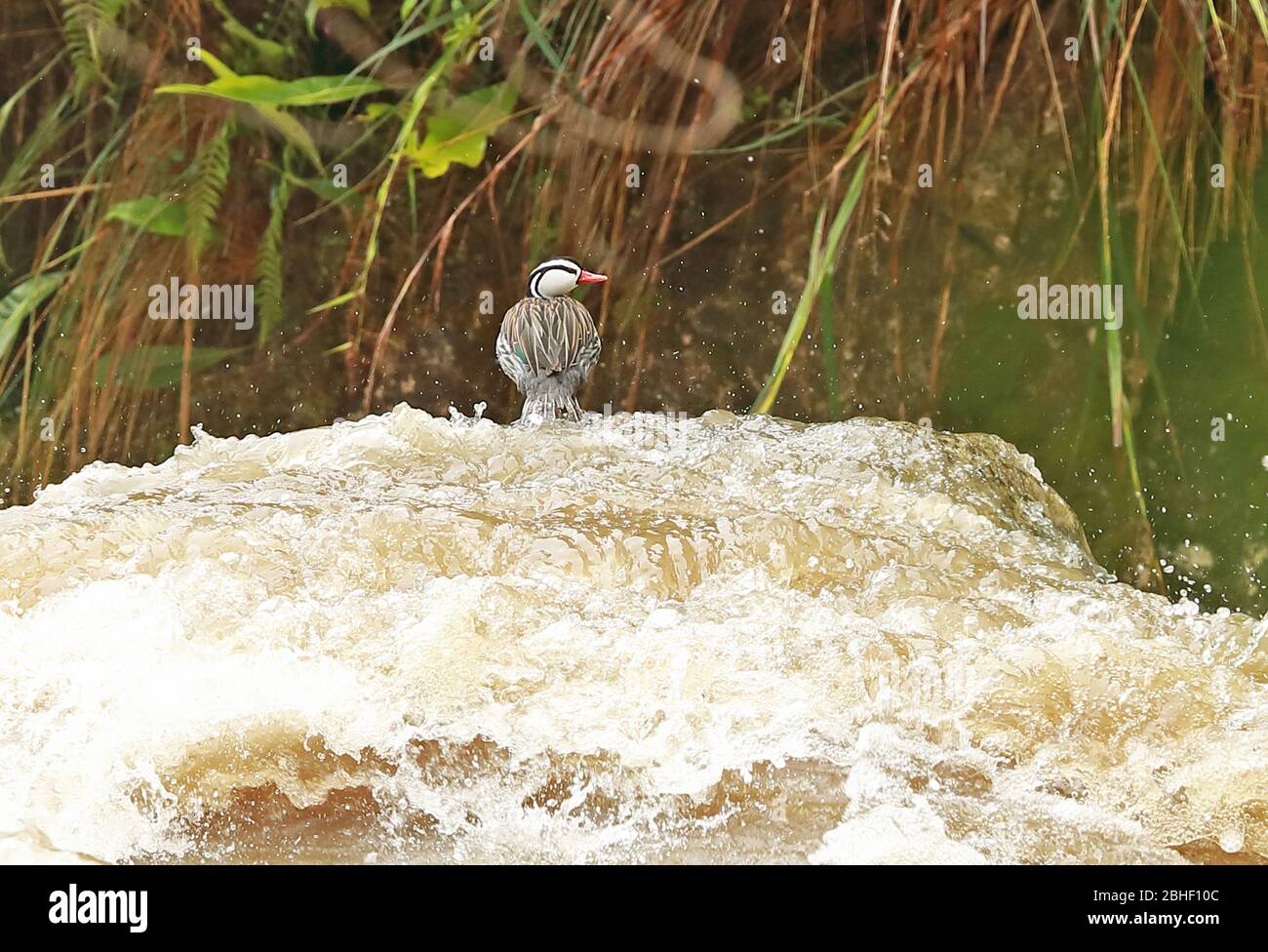 Torrent duck merganetta armata hi-res stock photography and images - Alamy