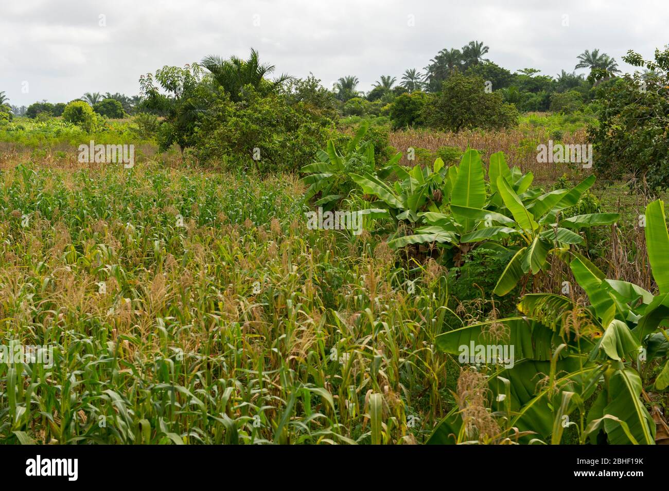 Angola agriculture hi-res stock photography and images - Alamy
