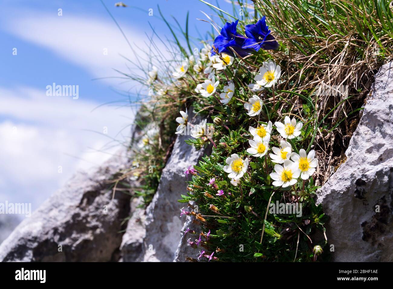 Alpine mountain wildflowers near top of the Grosser Donnerkogel ...