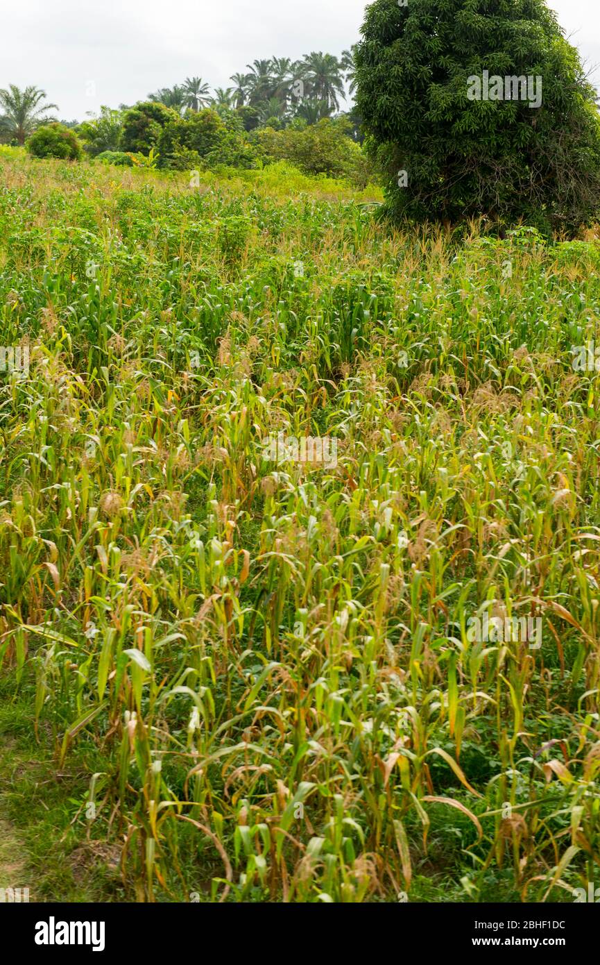 Angola agriculture hi-res stock photography and images - Alamy