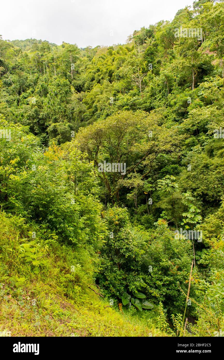 Principe island africa rainforest hi-res stock photography and images ...