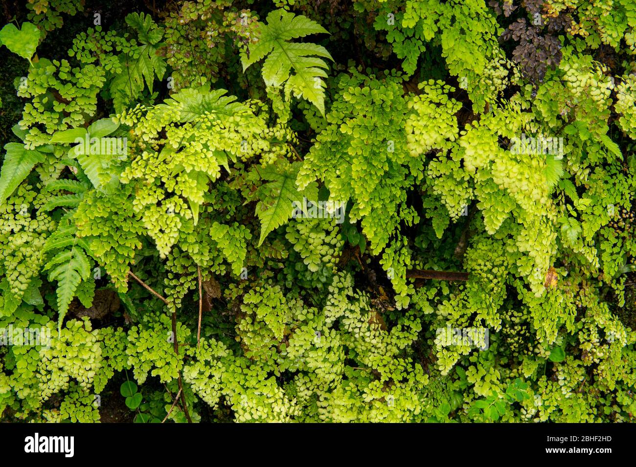 Ferns on hillside in the rainforest on Sao Tome Island, Sao Tome ...