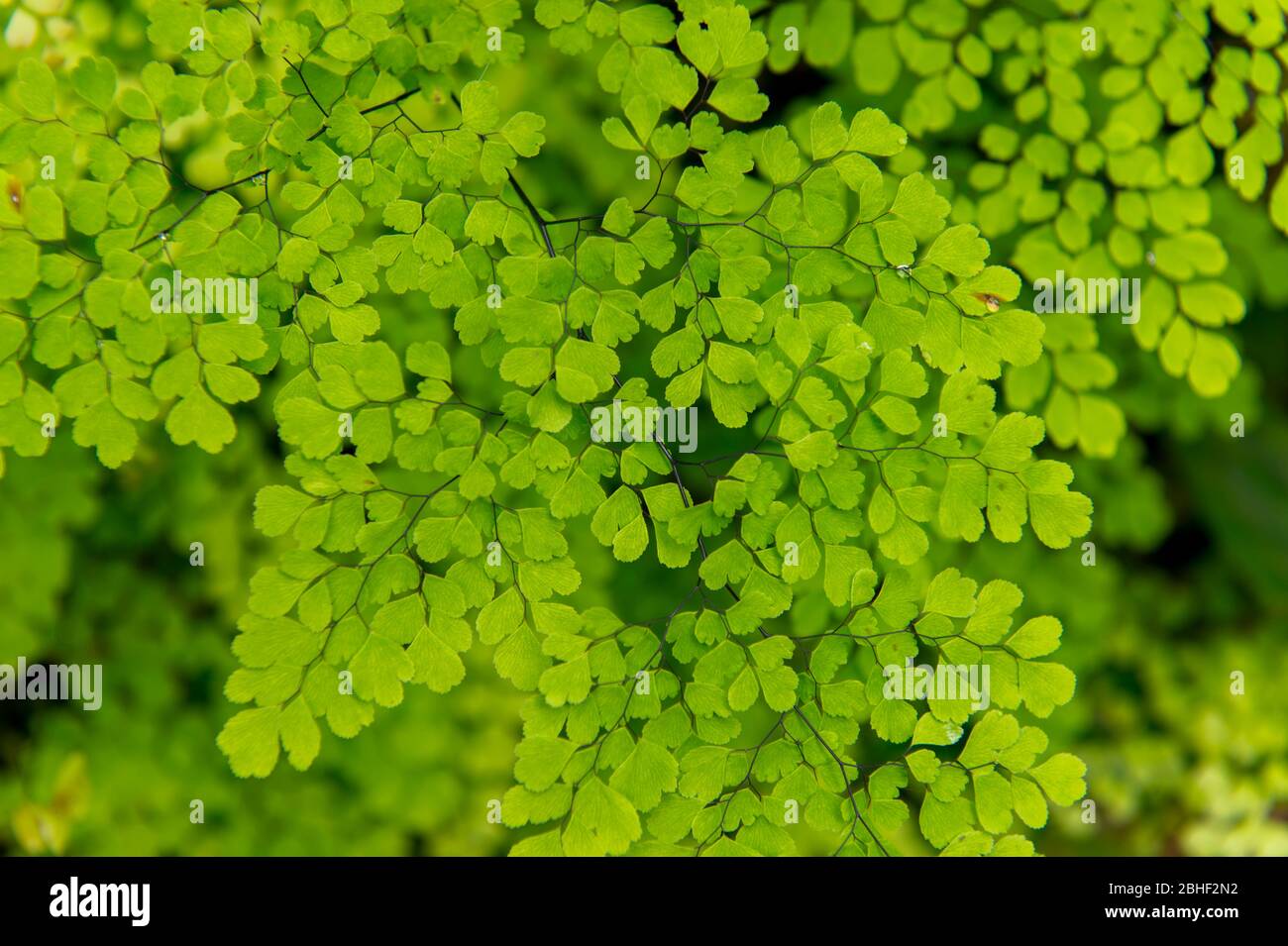 Ferns on hillside in the rainforest on Sao Tome Island, Sao Tome ...