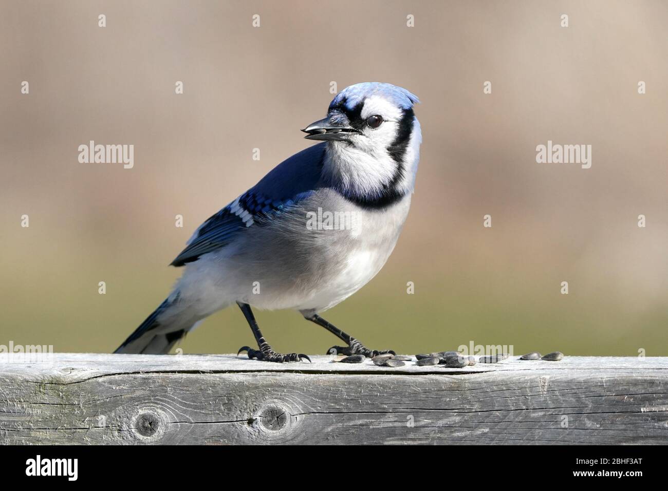 Blue Jay Closeups Stock Photo - Alamy