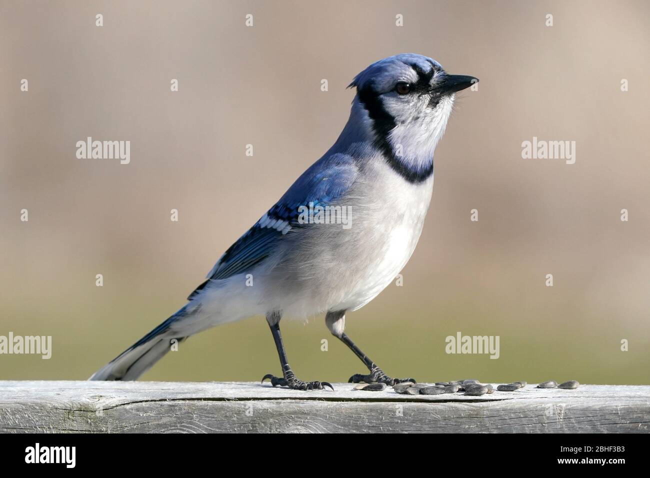 Blue Jay Closeups Stock Photo - Alamy