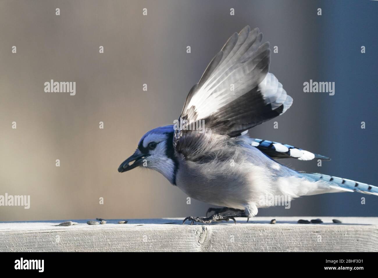 Blue Jay Closeups Stock Photo - Alamy