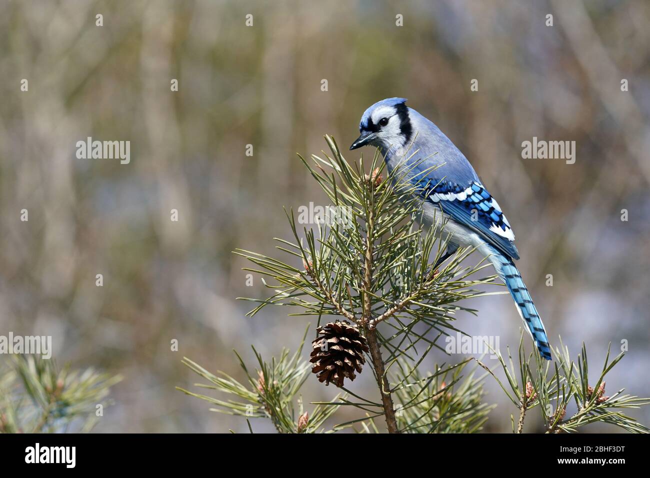 Blue Jay Closeups Stock Photo - Alamy