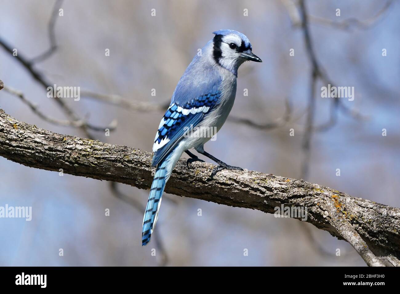 Blue Jay Closeups Stock Photo - Alamy