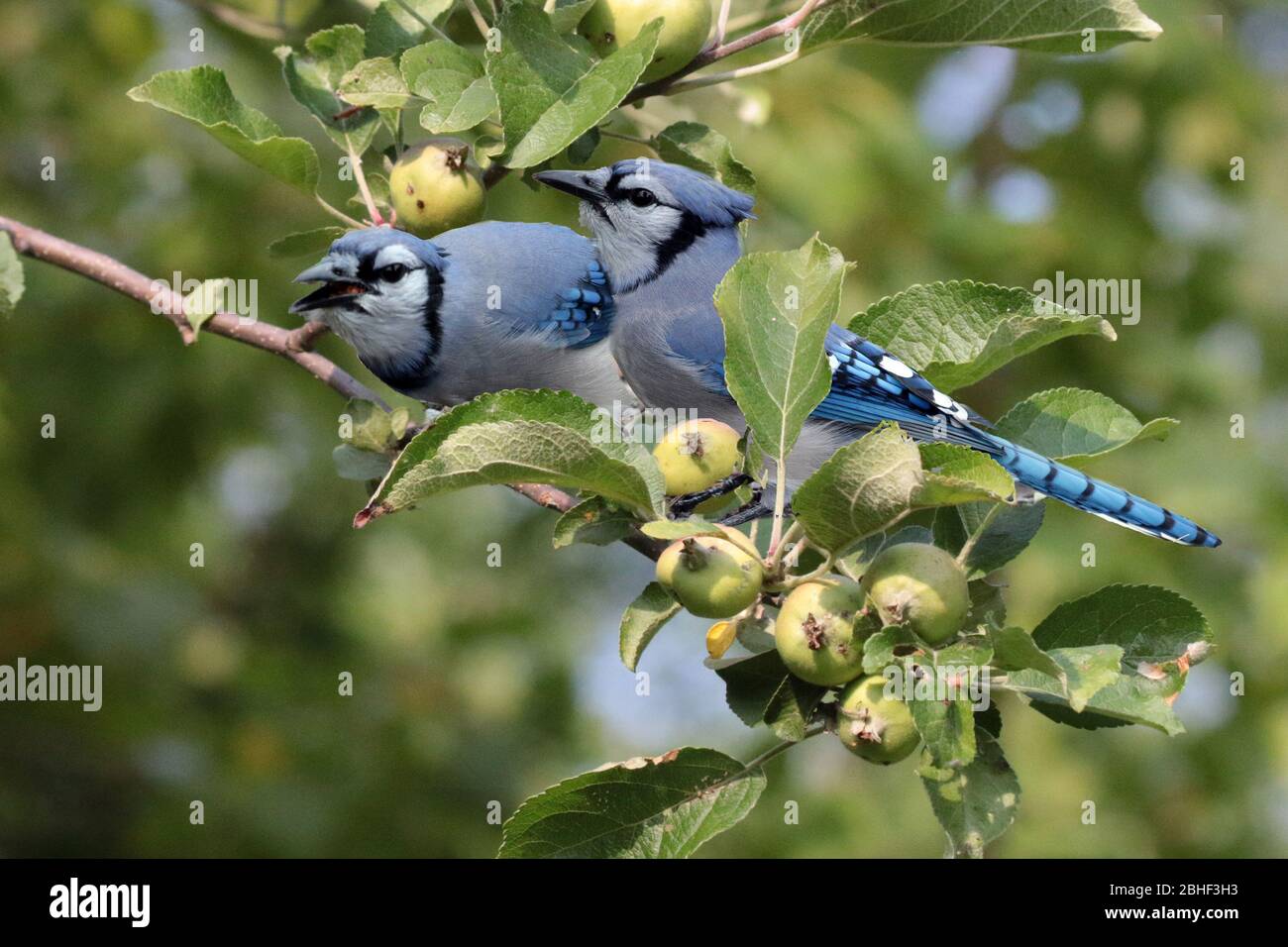 Blue Jay Closeups Stock Photo - Alamy
