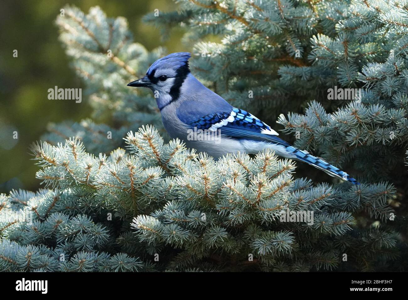 Blue jay eating sunflower seed hi-res stock photography and images - Alamy
