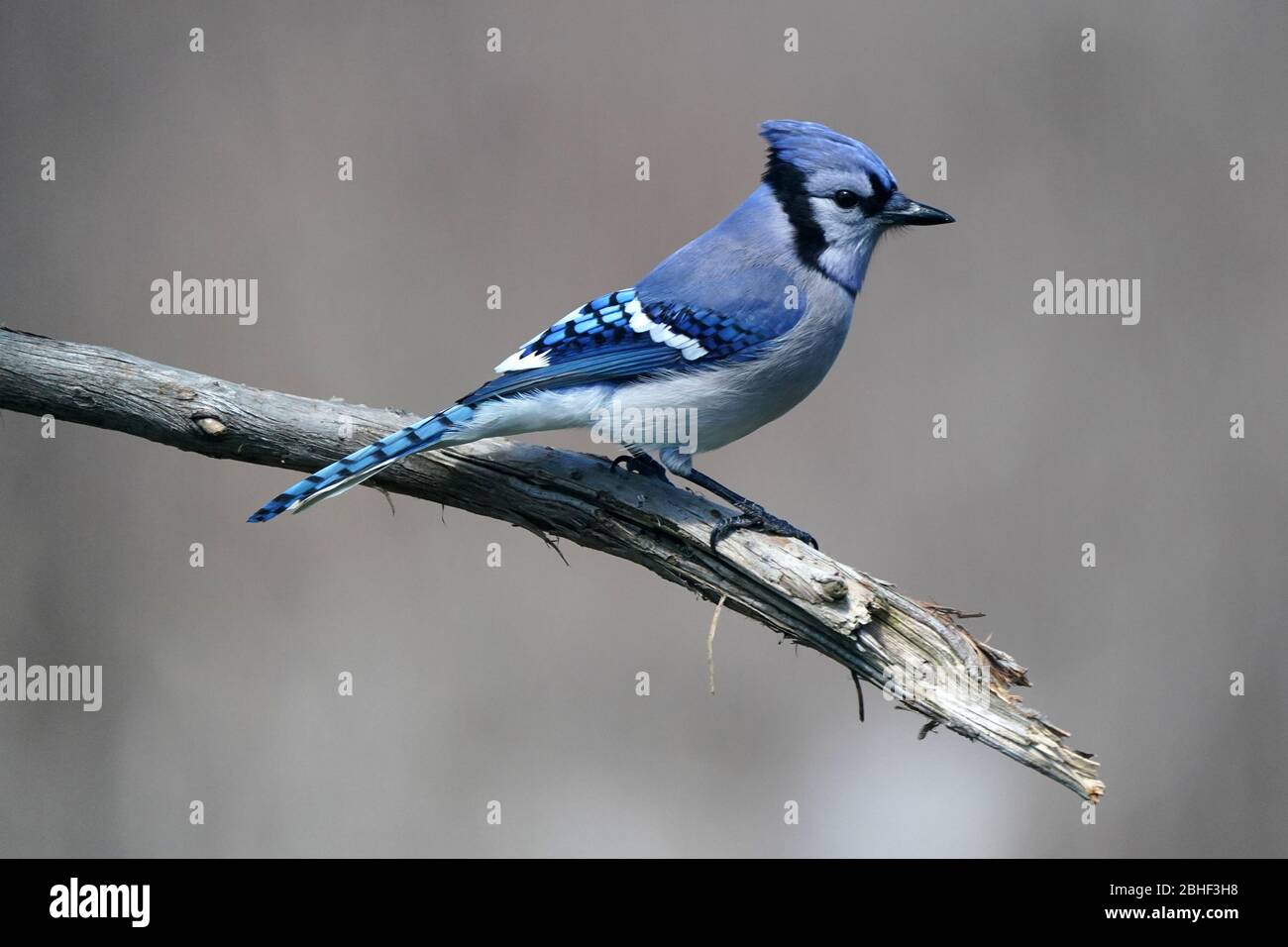 Blue jay eating sunflower seed hi-res stock photography and images - Alamy