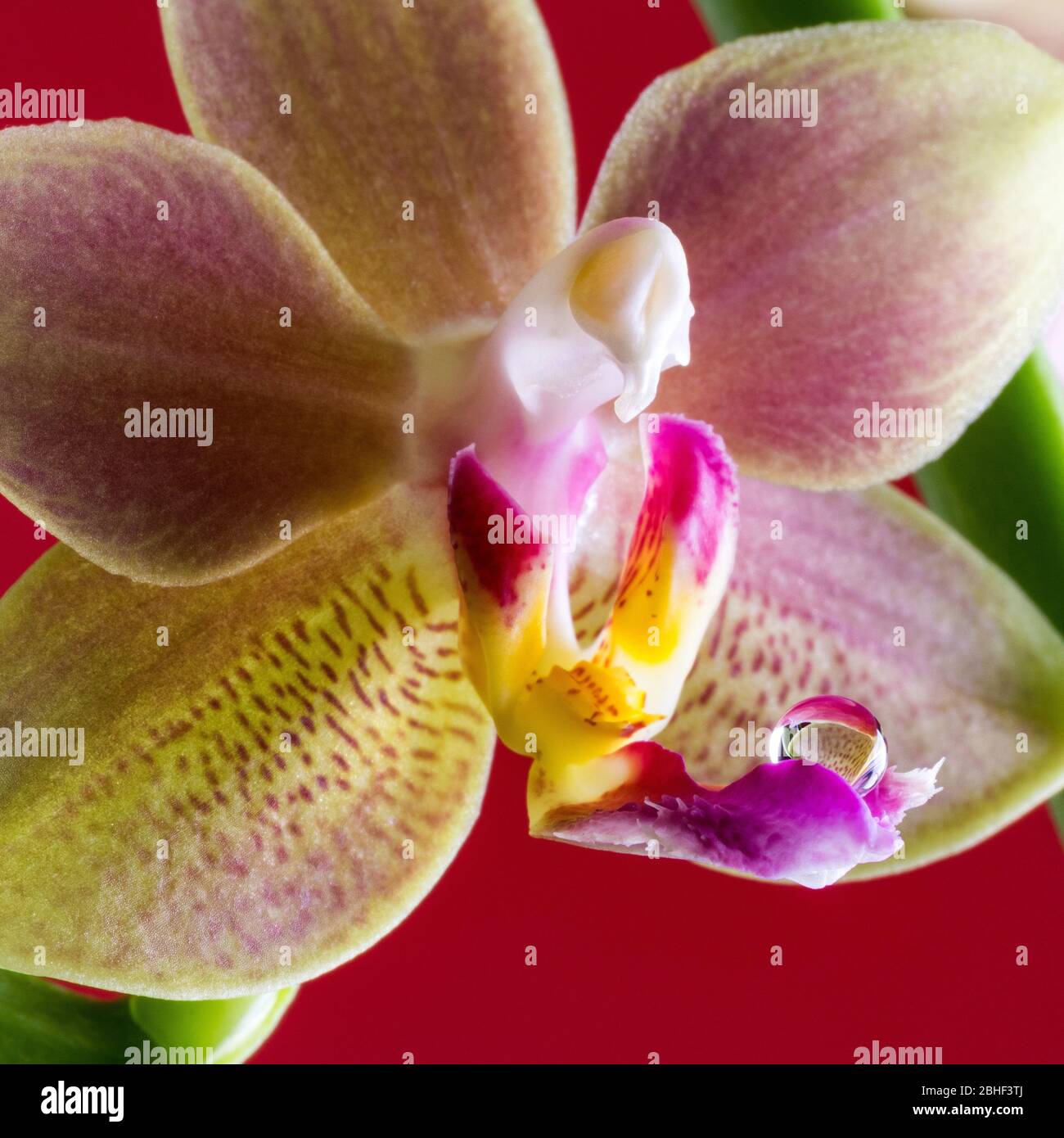 details of orchid flower - close up Stock Photo - Alamy