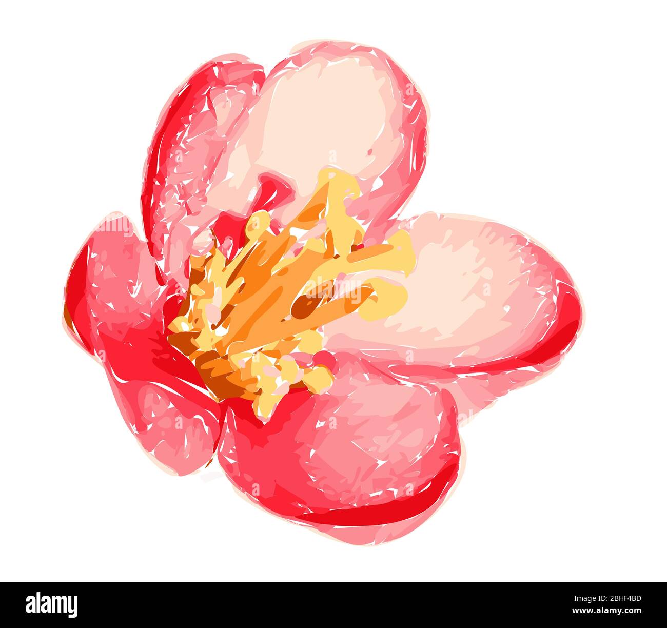 Illustration of beautiful gentle red spatial flower isolated on white ...