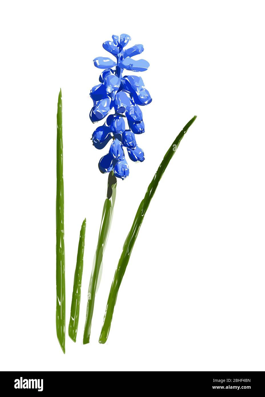 Blue muscari flower with green leaves isolated on white background ...