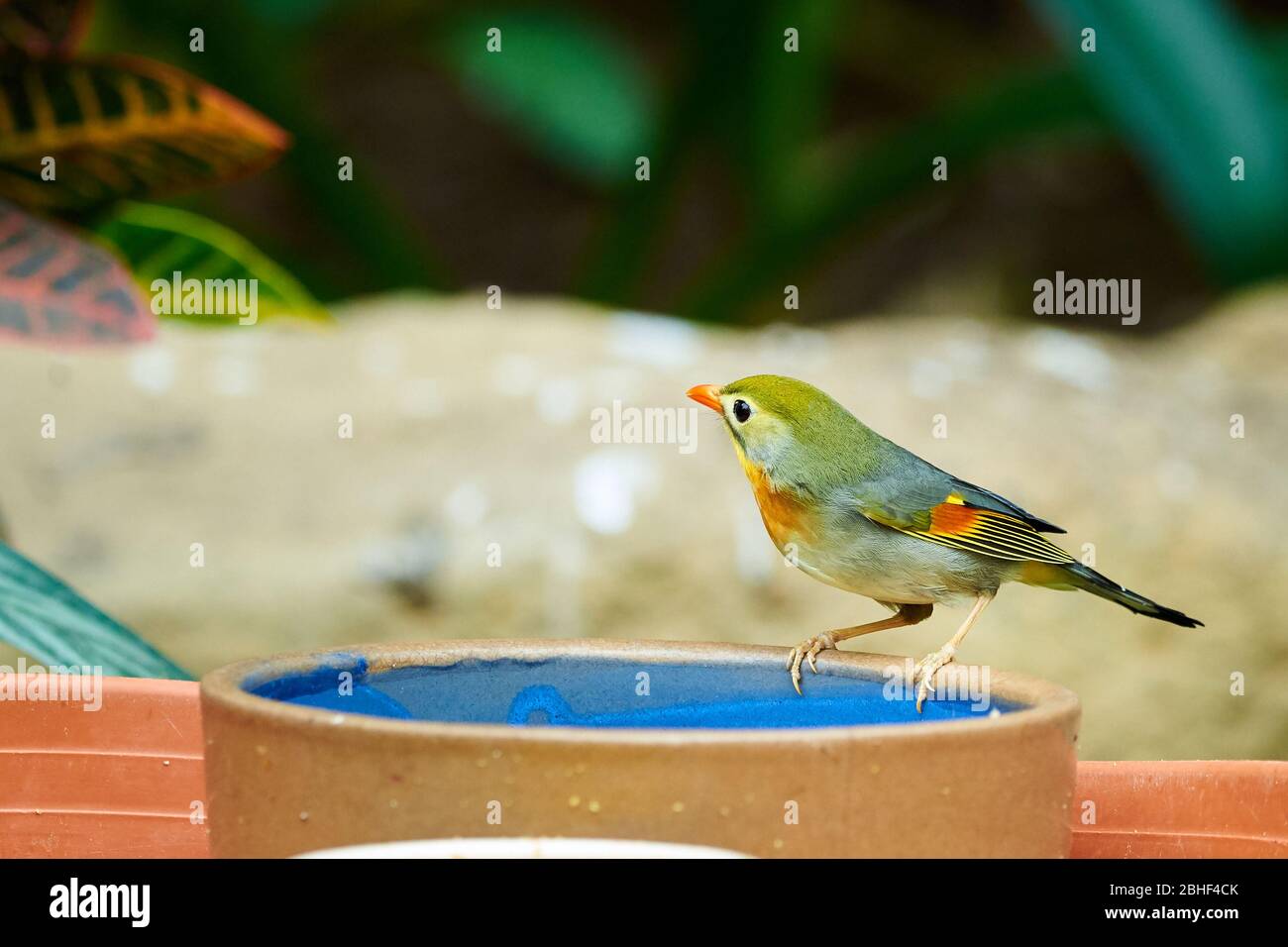 Red-billed leiothrix sitting on a pot with seeds (Leiothrix lutea Stock ...