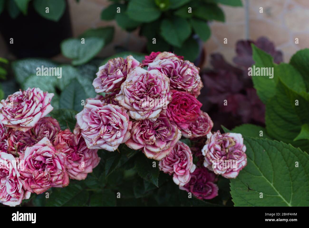 Autumn roses slowly dying in the garden Stock Photo - Alamy
