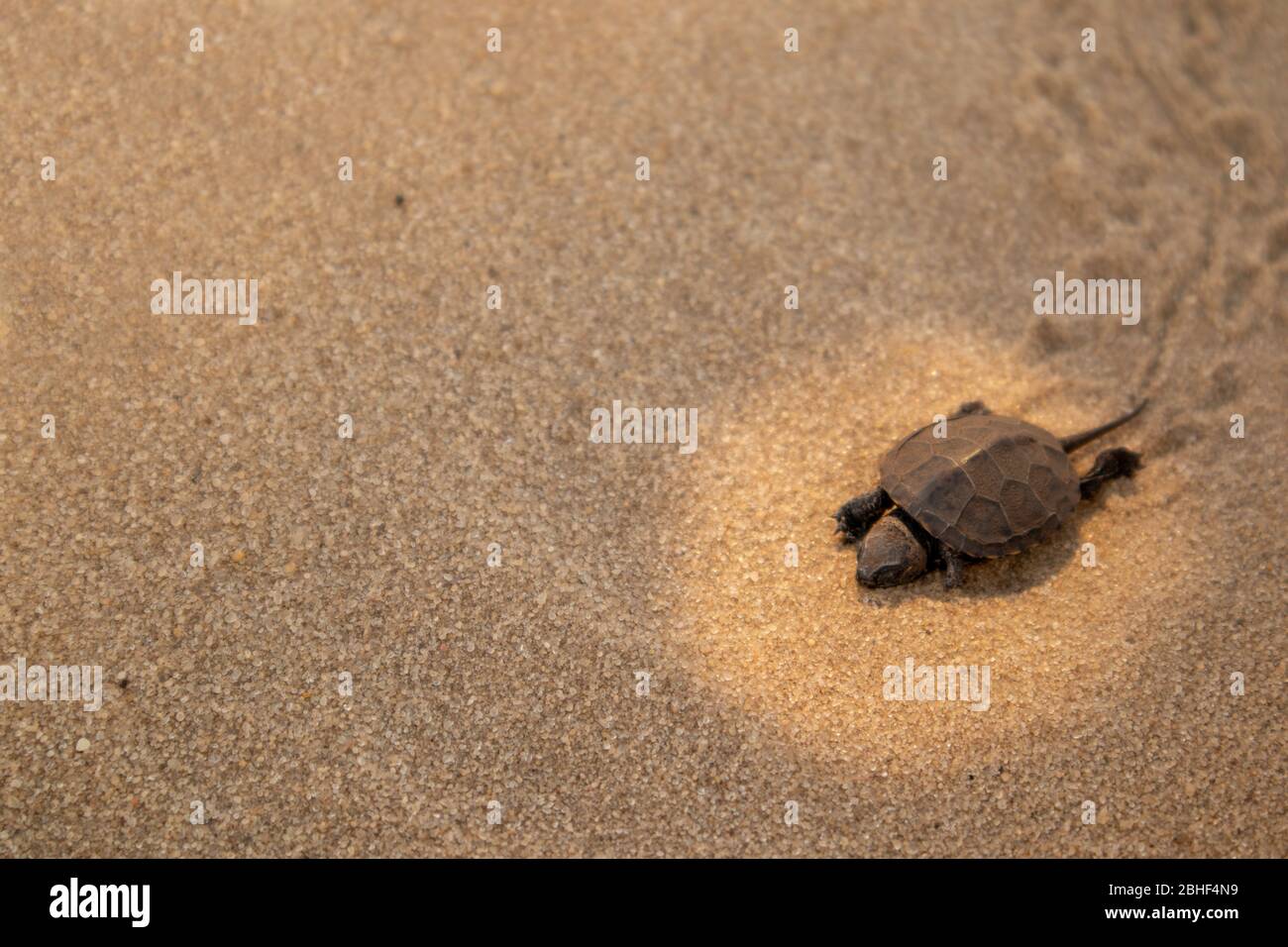 Baby at the beach shell hi-res stock photography and images - Alamy