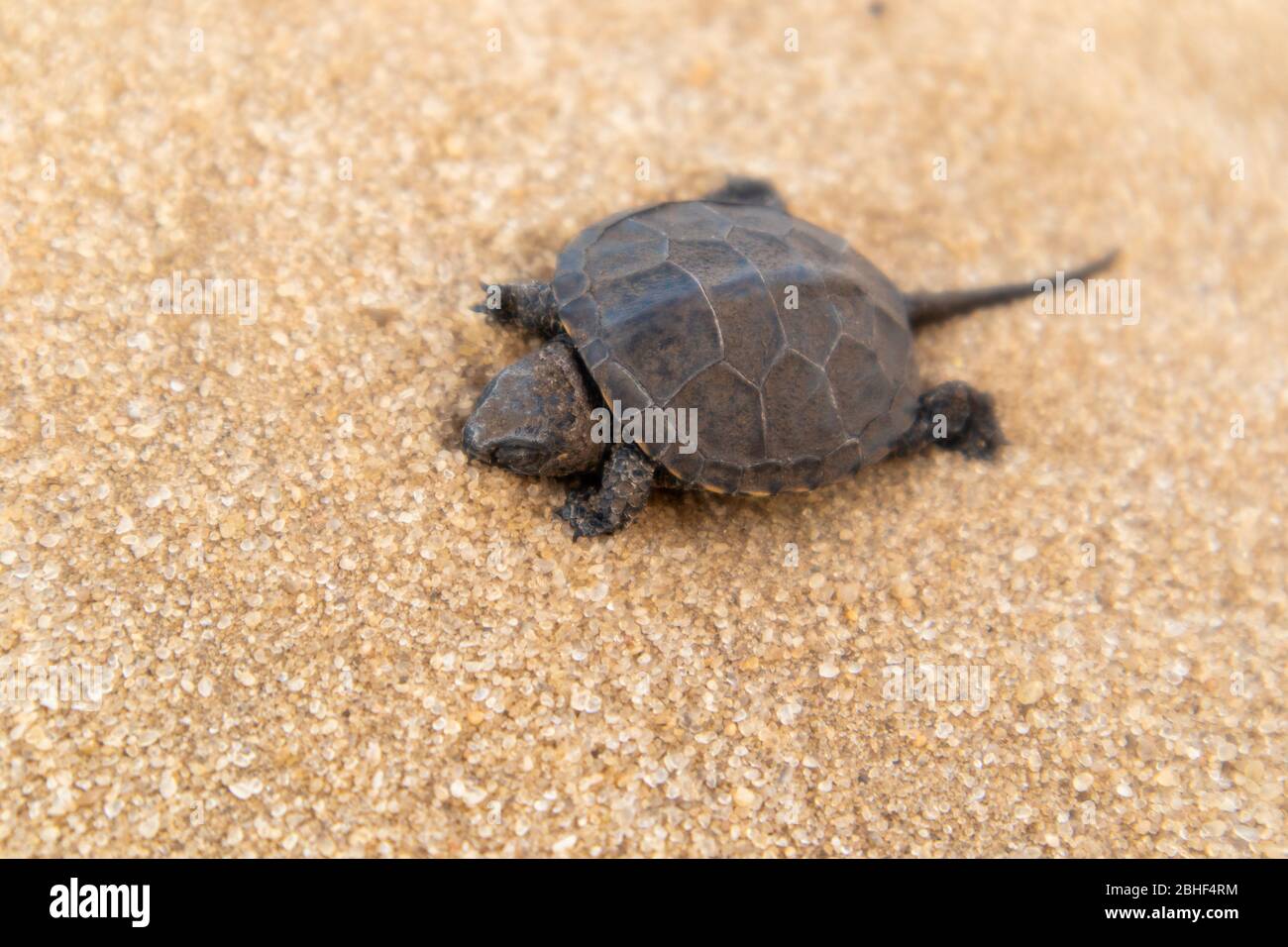 Little land turtle in the desert Stock Photo - Alamy
