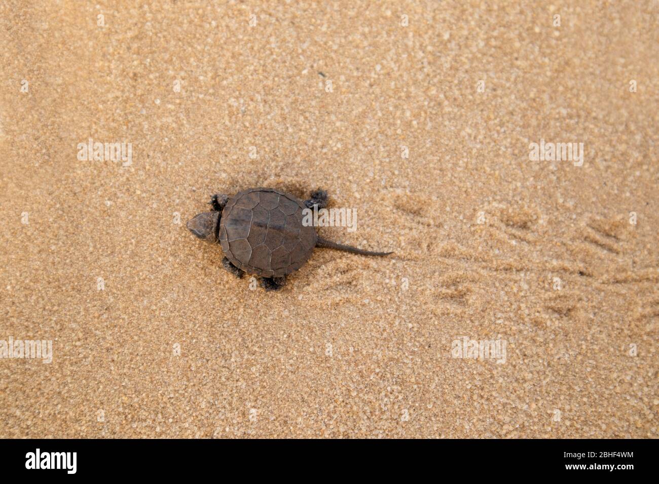 Little land turtle in the desert Stock Photo - Alamy