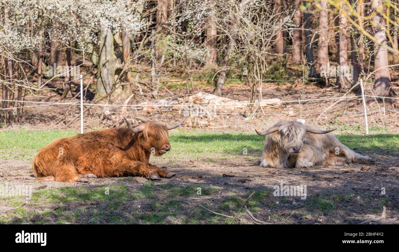 Fat cows hi-res stock photography and images - Alamy