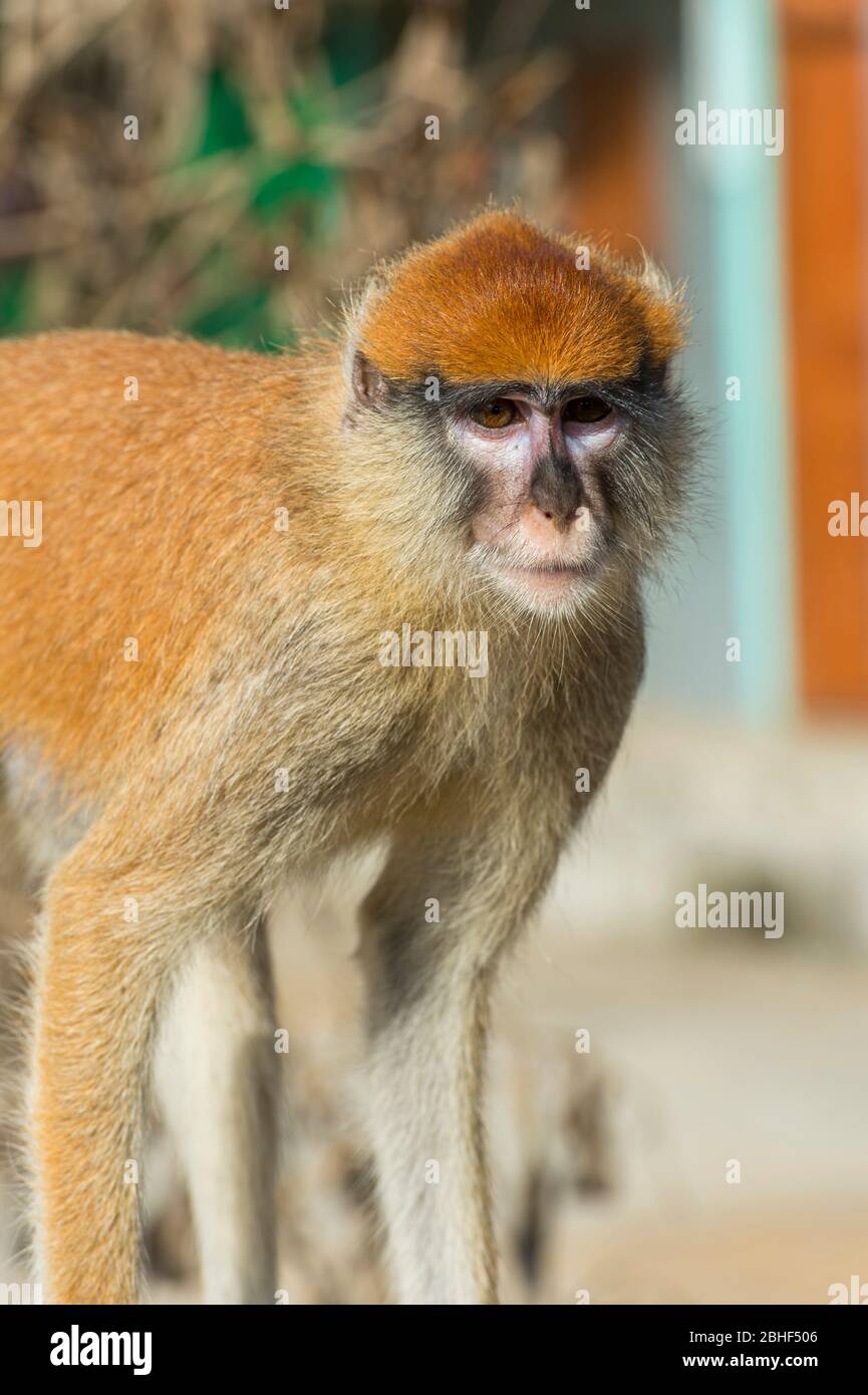 Stilts house in africa hi-res stock photography and images - Alamy