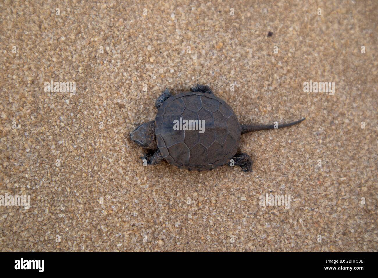 Little land turtle in the desert Stock Photo - Alamy