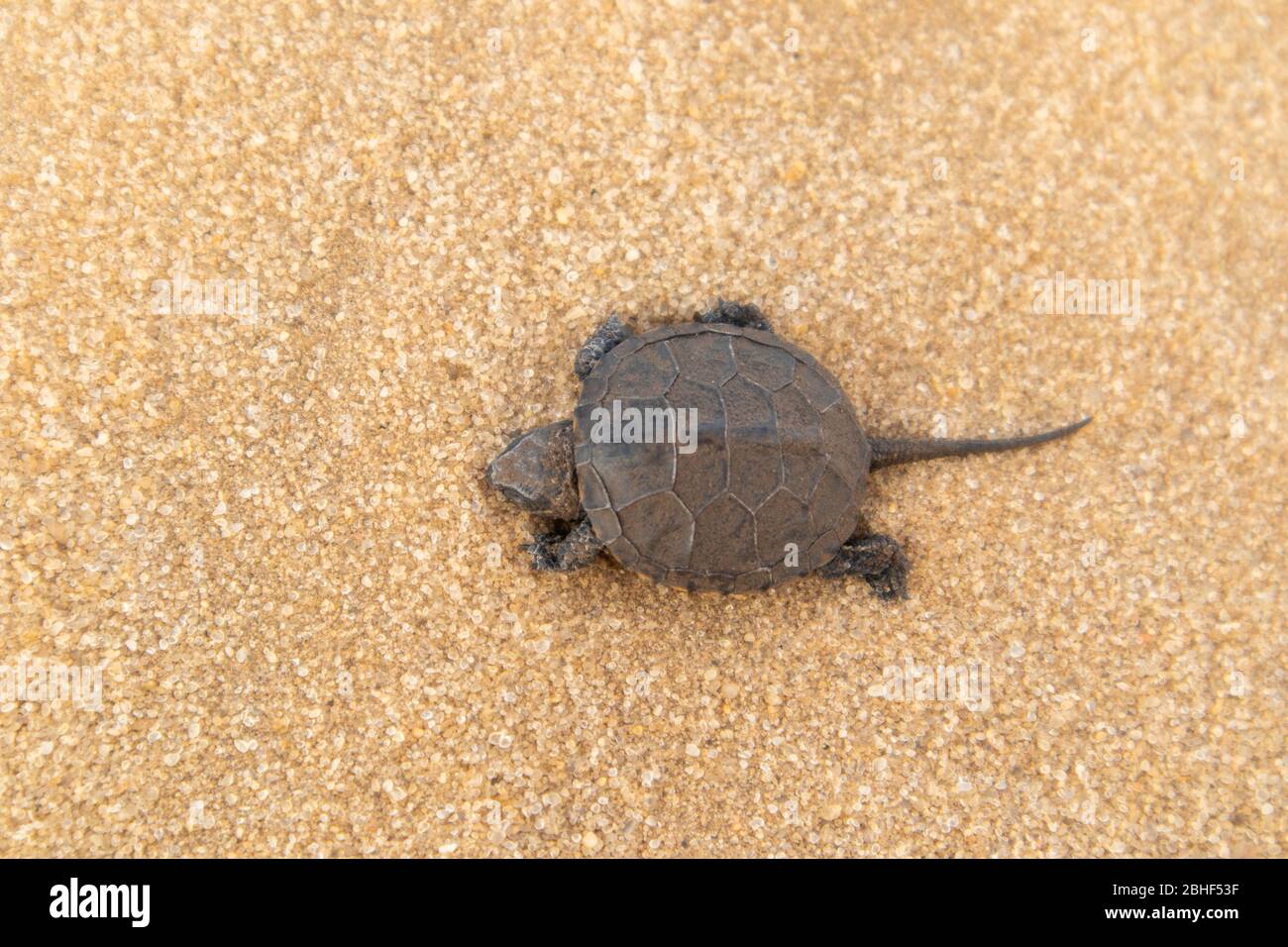 Little reptile hi-res stock photography and images - Alamy