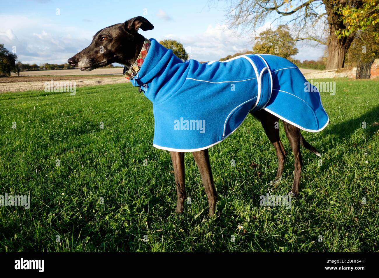 Retired Greyhound High Resolution Stock Photography and Images - Alamy