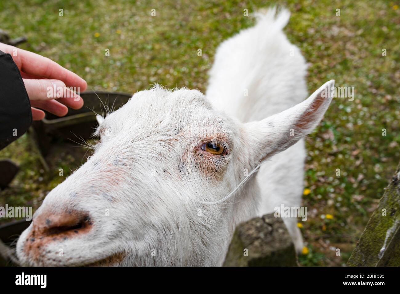 Stroking a goat hi-res stock photography and images - Alamy