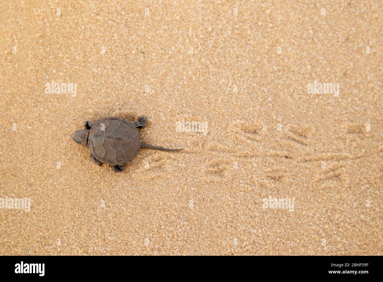 Little land turtle in the desert Stock Photo - Alamy