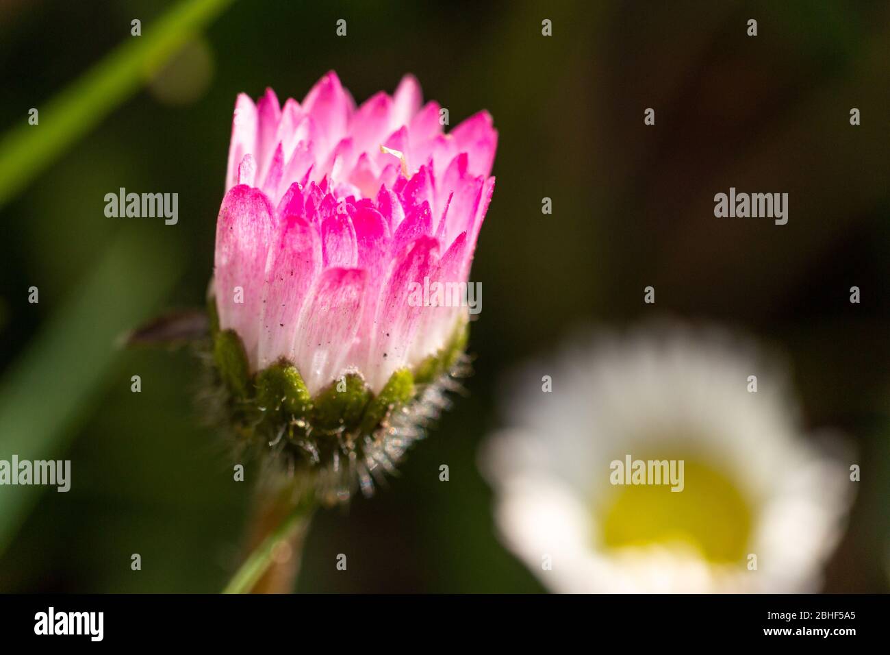 beautiful fresh young daisy in the field with purple, pink and white ...