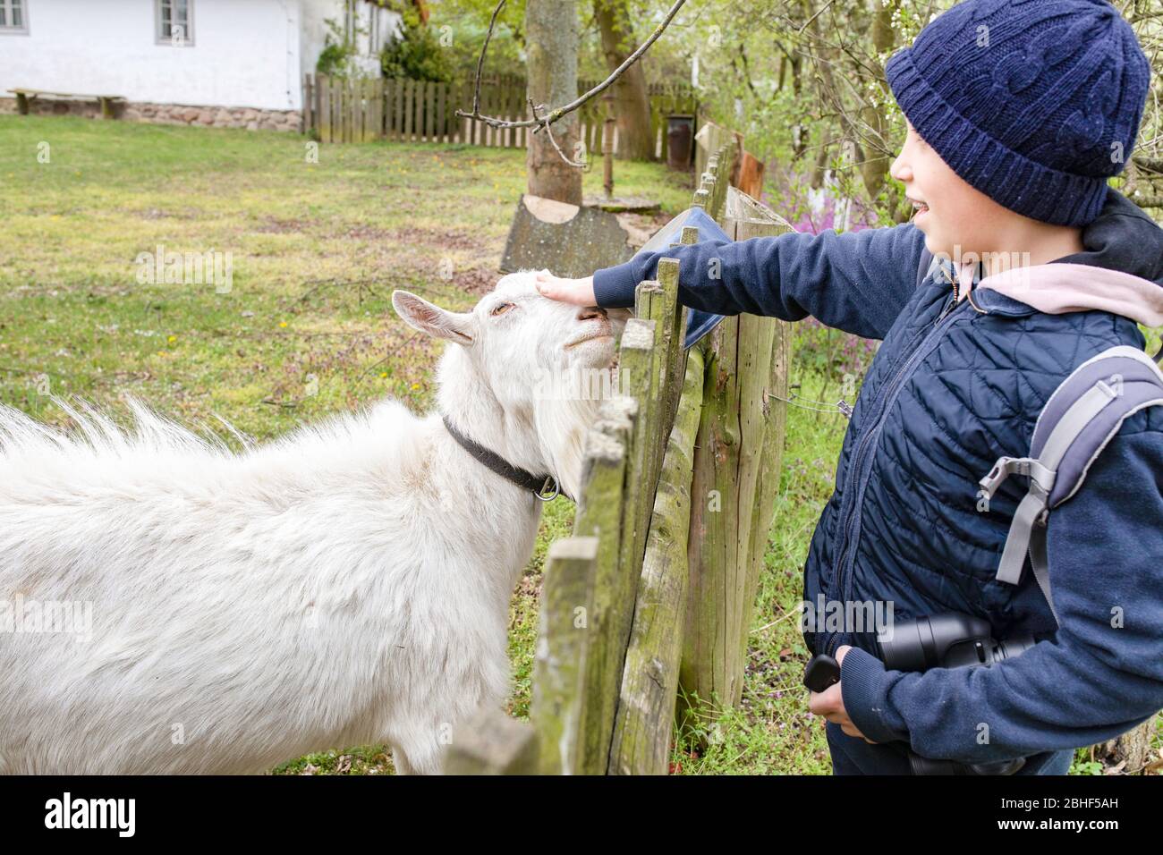 Hand stroking a goat head. Love and friendship Stock Photo - Alamy