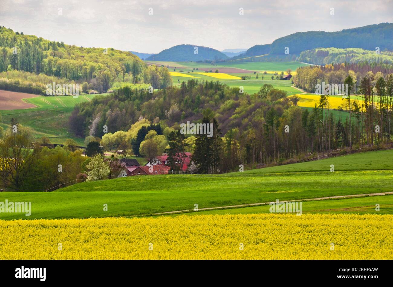 A beautiful german agriculture landscape with light and yellow rape ...