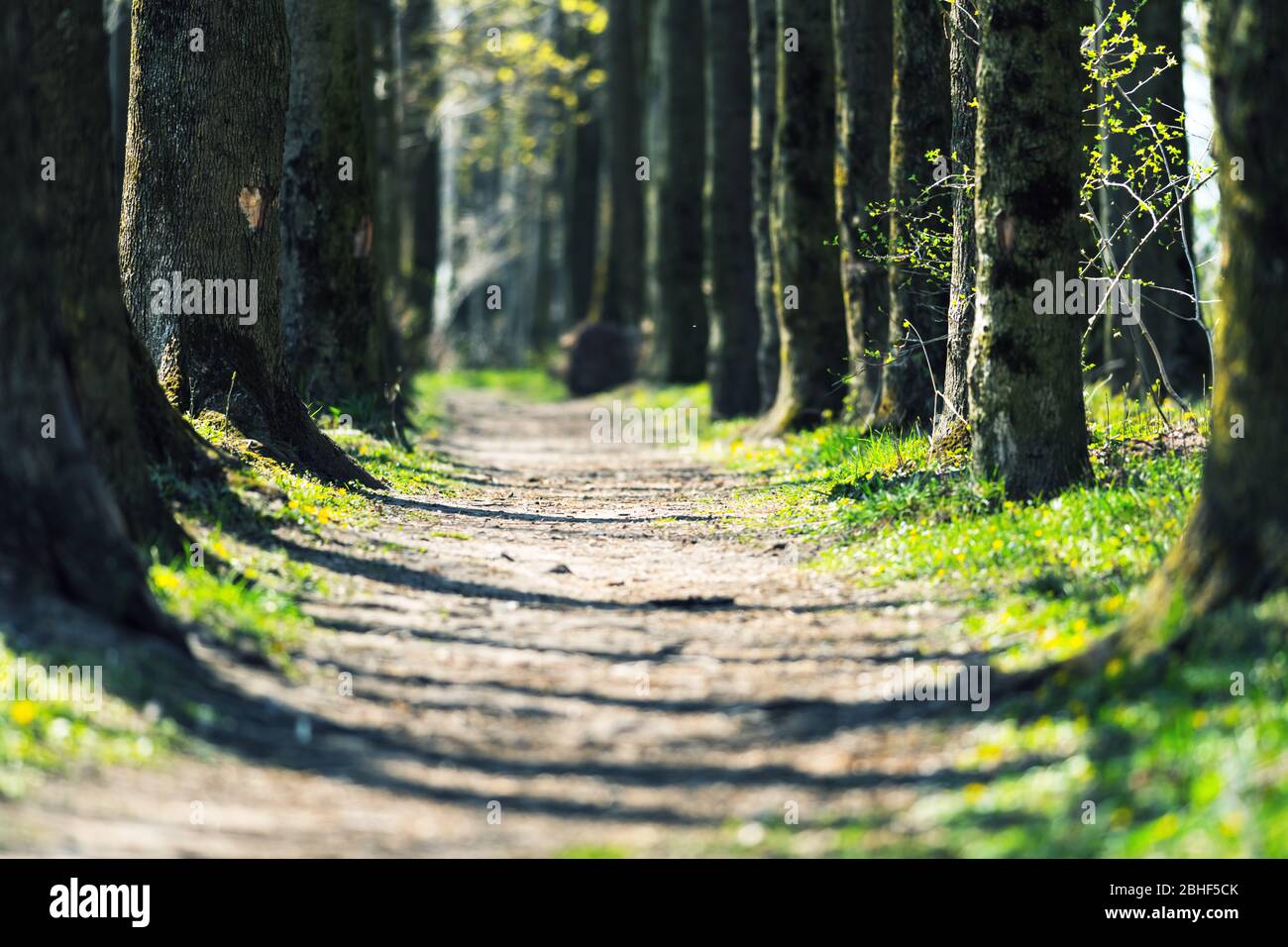 Path in the spring park. Tree trunks in green grass in an oak alley ...