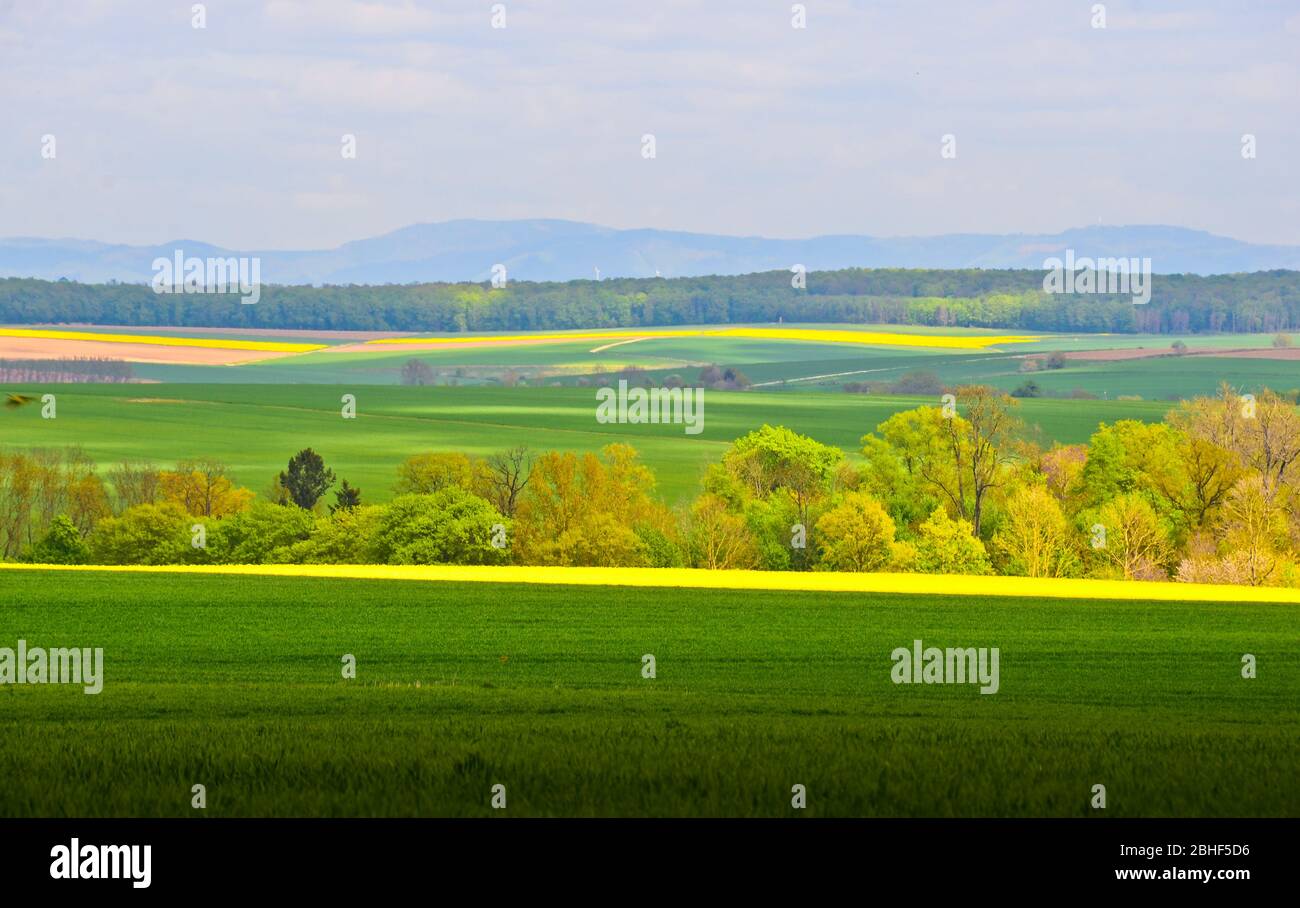 A beautiful german agriculture landscape with light and yellow rape ...
