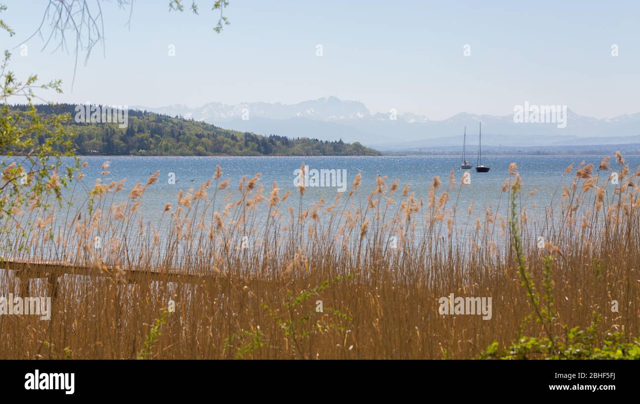 Panorama of Ammersee (Lake Ammer) with reed and two sailboats. In the ...