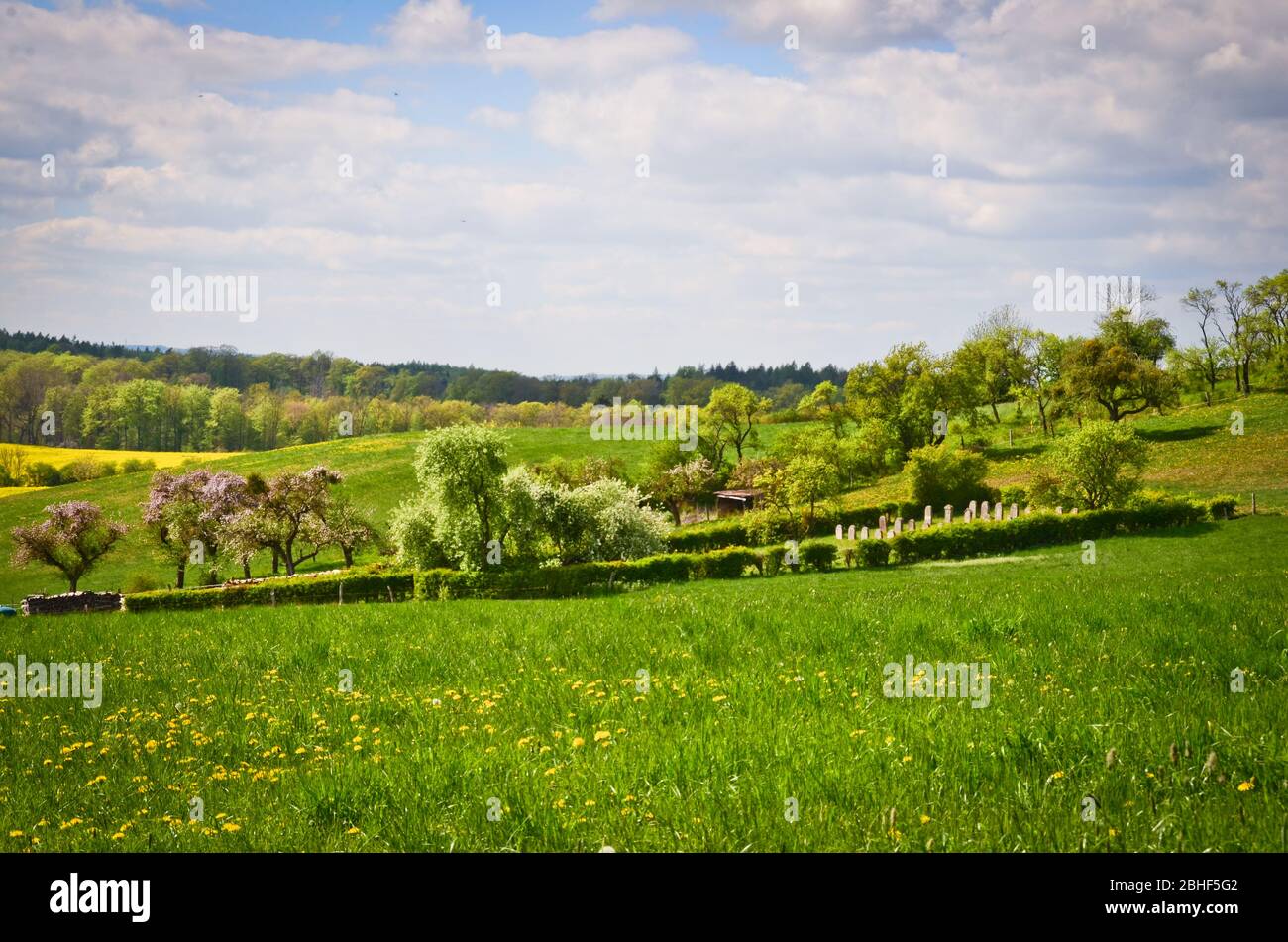 A beautiful german agriculture landscape with light and yellow rape ...