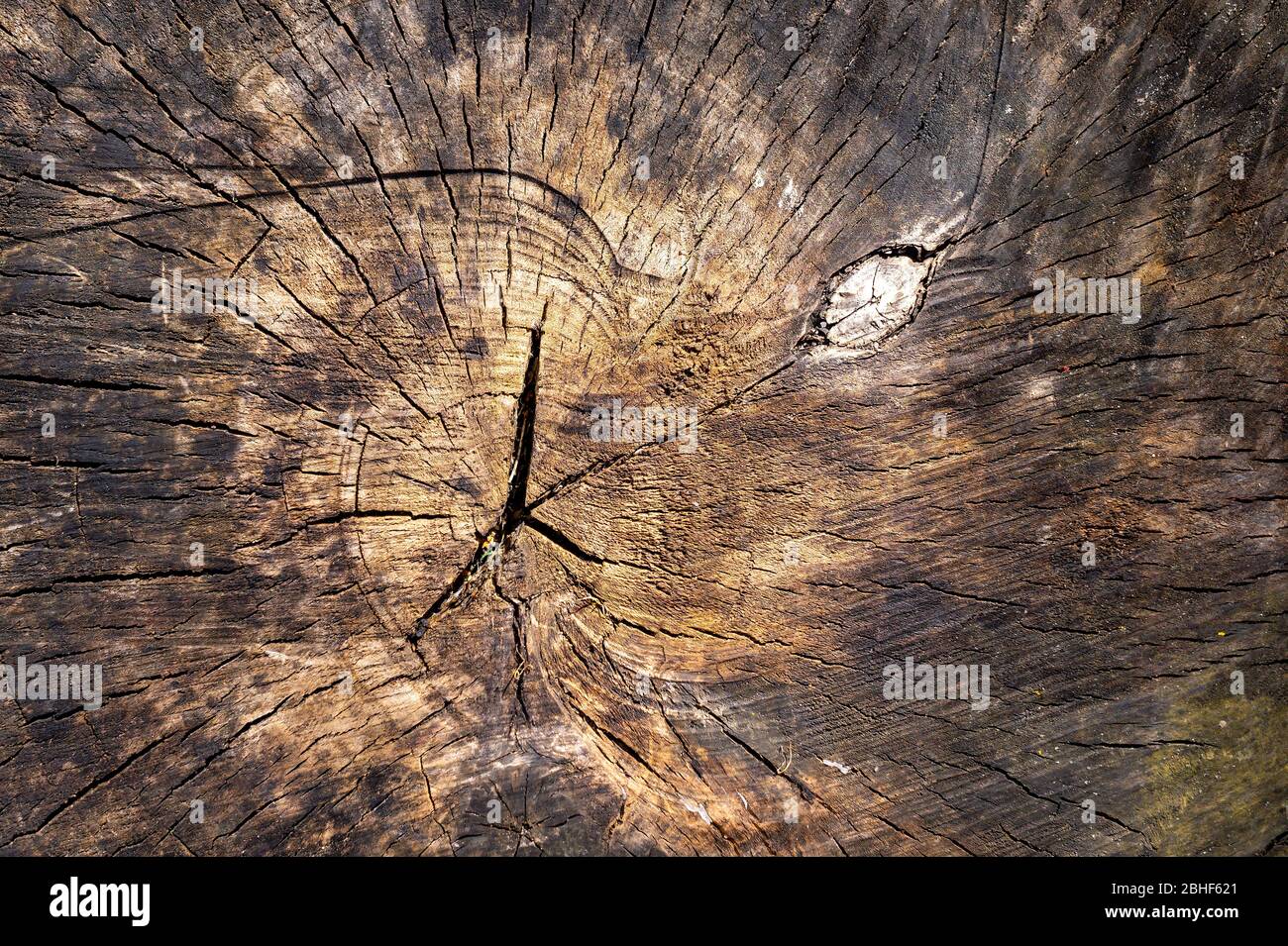 Tree rings old weathered wood texture with the cross section of a cut ...