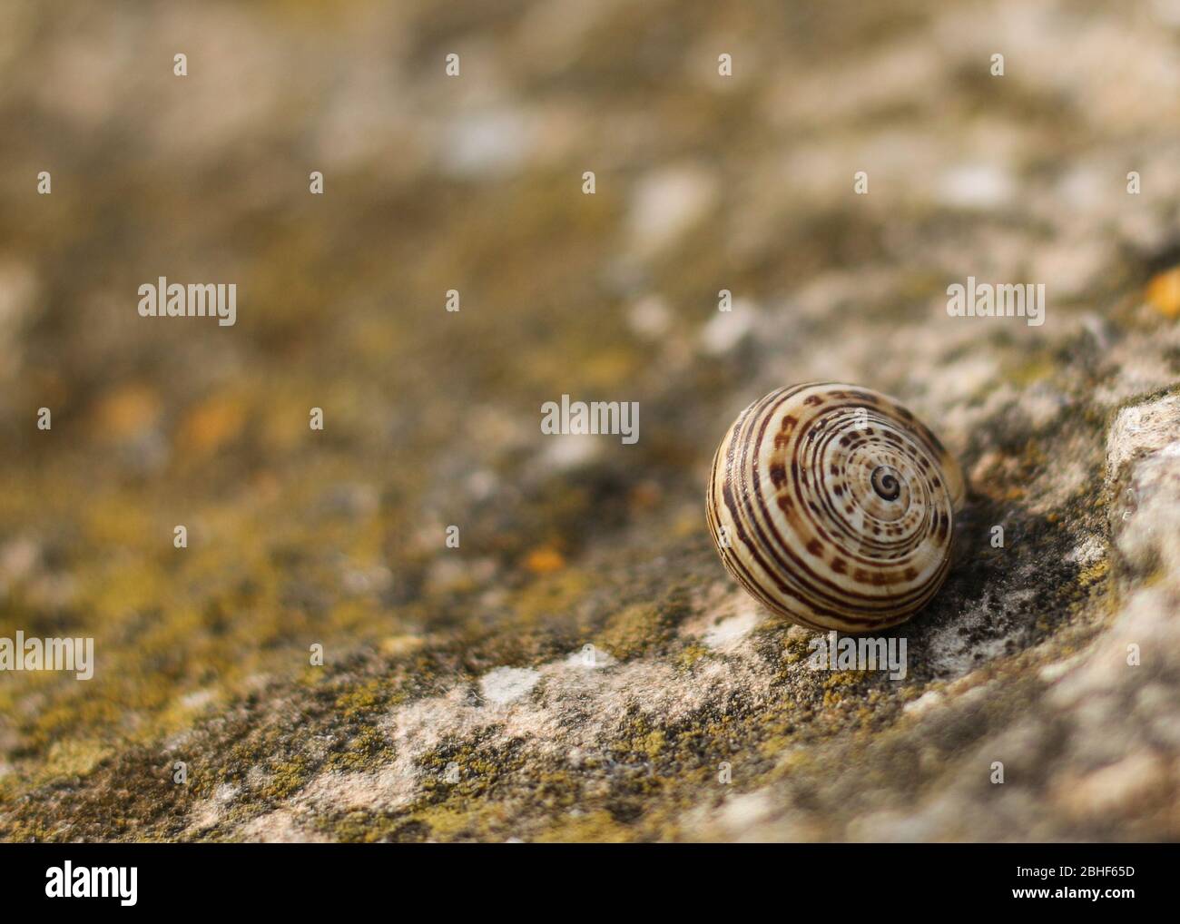 Maltese snail hi-res stock photography and images - Alamy