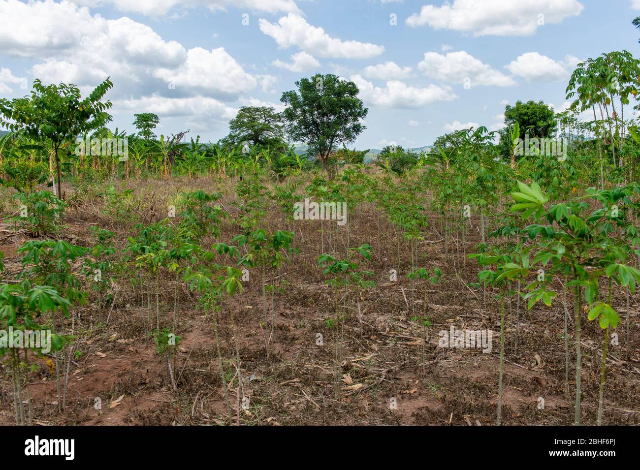 Cassava plantation near Accra, Ghana Stock Photo - Alamy