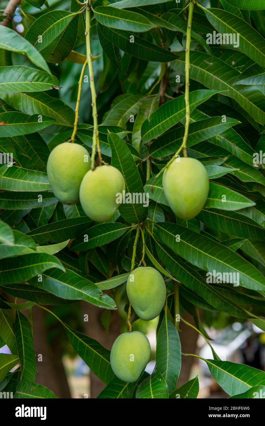 Mangos on tree near Accra, Ghana Stock Photo - Alamy