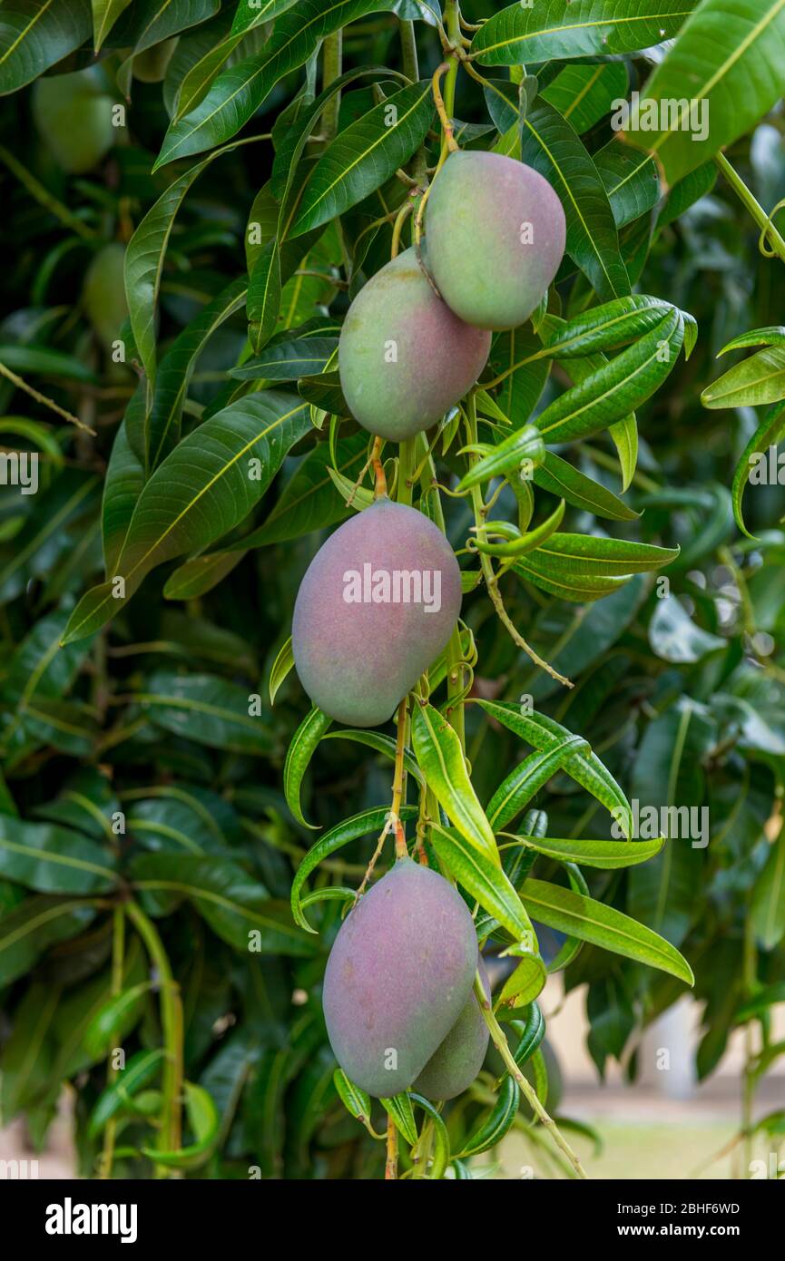 African mangos hi-res stock photography and images - Alamy