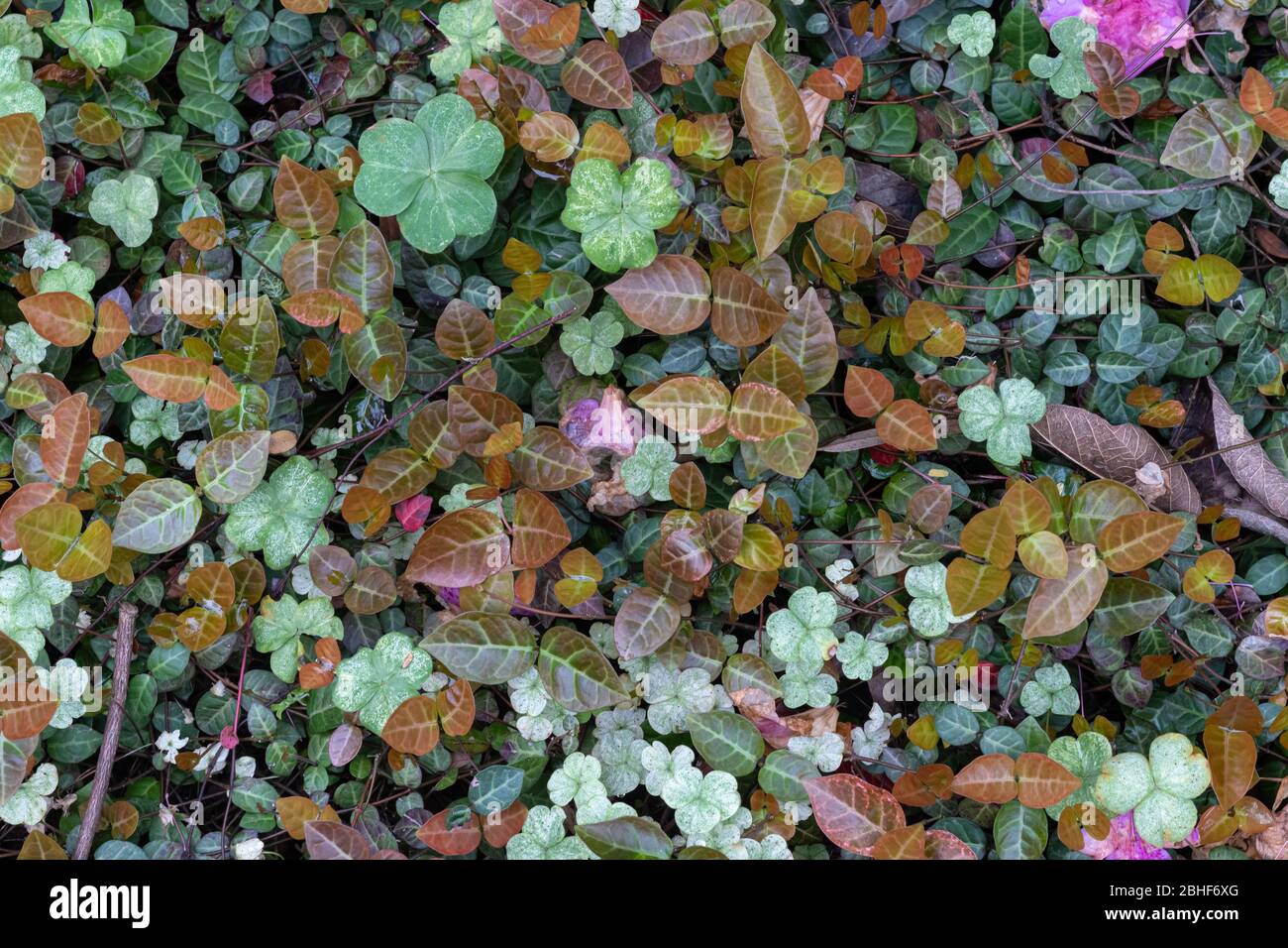 green and brown color clover leaves background Stock Photo - Alamy
