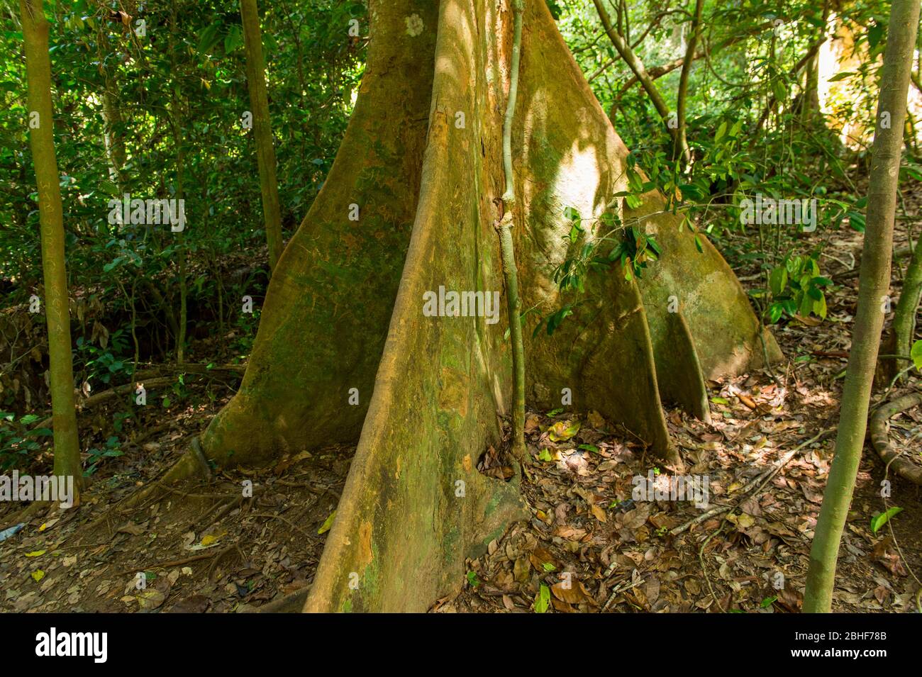 Buttress roots of tree in the rainforest of Kakum National Park ...