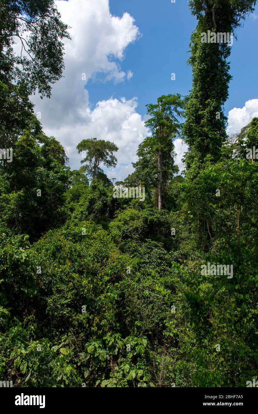 Tropical rainforest canopy hi-res stock photography and images - Alamy